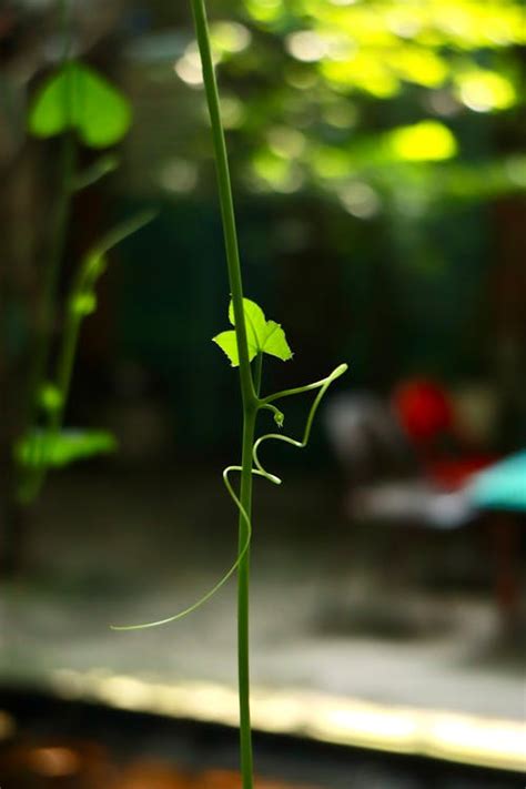 소프트 포커스로 찍은 섬세한 덩굴식물의 클로즈업 · 무료 스톡 사진