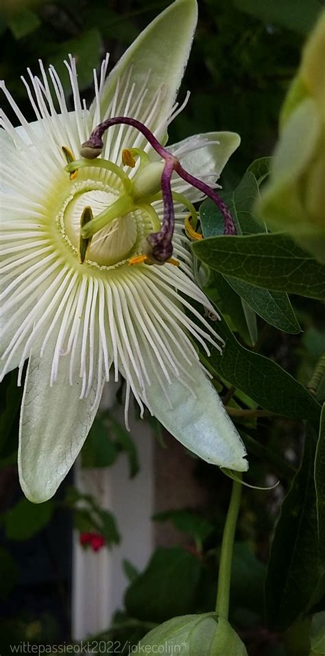 Witte Passiebloem White Passion Flowerfoto Jcolijn Passiebloem Foto