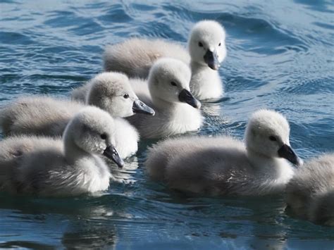 Premium Photo Ducks Geese And Swans