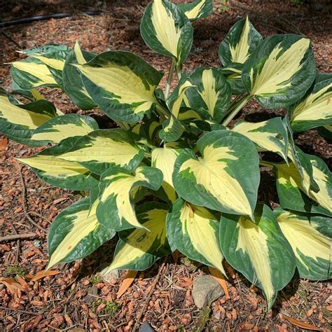 Rare Hosta Seeds Etsy