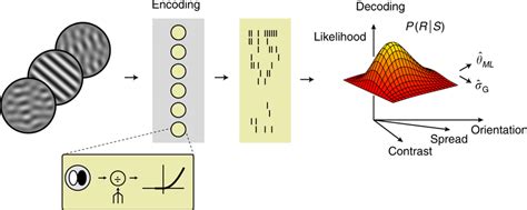 decoding population activity we simulated the activity of v1