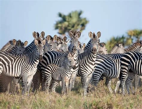 3 Types Of Zebras Species Facts And Photos