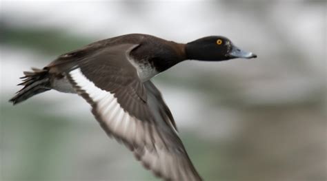 Sharpen AI Tack Sharp Photos That Still Look Natural