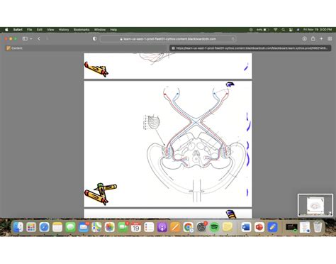 Visual Pathway Final — Printable Worksheet