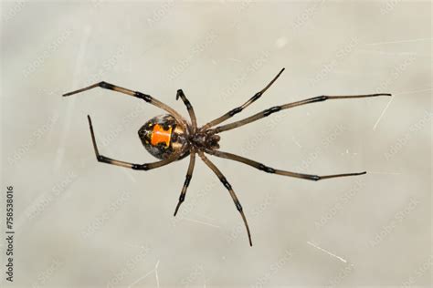 Brown Widow Spider Latrodectus Geometricus Arachnid Insect Web Nature