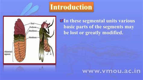 Insect Head Segmentation YouTube