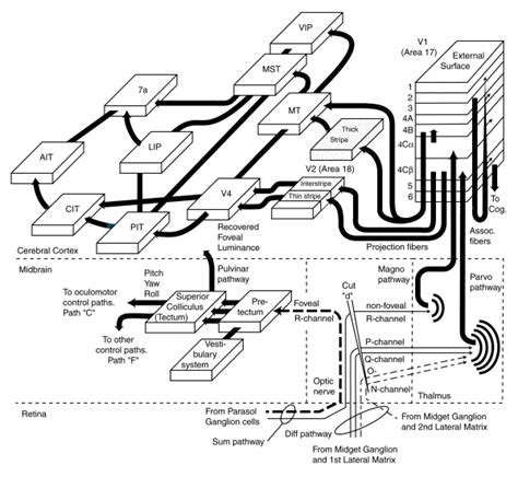 BLOCK DIAGRAM OF THE VISUAL CORTEX IN HUMANS