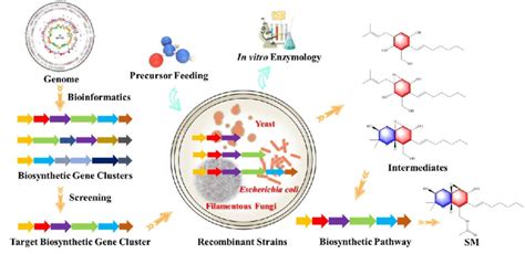 Application Of Heterologous Expression Strategy In The Study Of Fungal Download Scientific