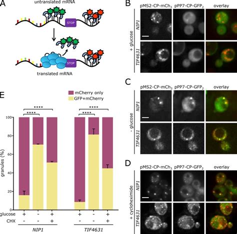 Translation Factor Mrna Granules Direct Protein Synthetic Capacity To