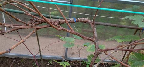 Как заготовить черенки (чубуки) винограда осенью и сохранить их зимой?