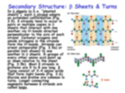 Solution Overview Of Protein Structure Hierarchy Studypool
