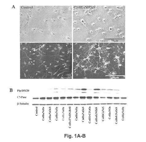 Compounds And Methods Of Promoting Oligodendrocyte Precursor