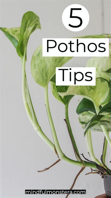 Marble Queen Pothos Care Tips Ultimate Guide To Marble Queen Pothos