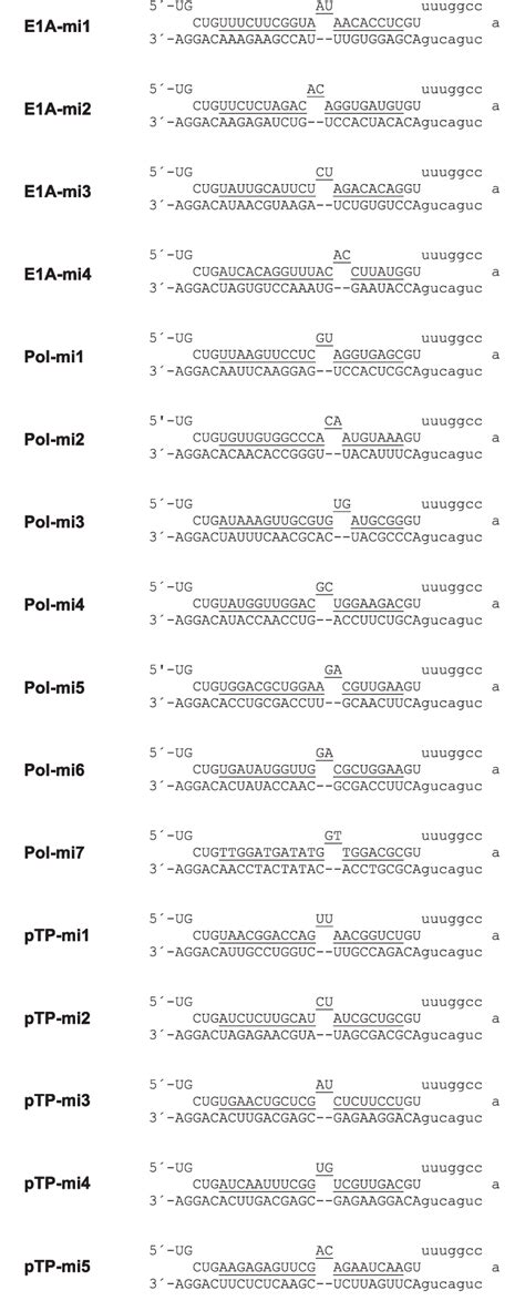Predicted Stem Loop Structures Giving Rise To Adenovirus Directed