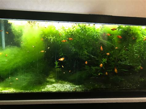 Algacide Recommendations Plants Algae And Fertilizers Aquarium