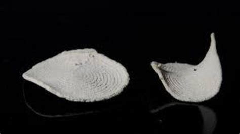 Tiny Caterpillar Like Soft Robot Folds Rolls Grabs And Degrades Nexus Newsfeed