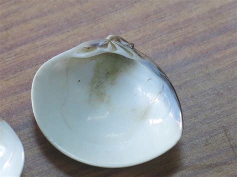Kindly Help Me To Identify This Bivalve Researchgate