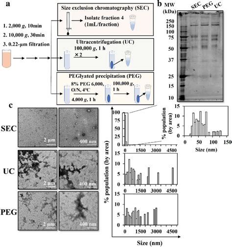 Comparison Of Methods To Isolate Sevs From Mouse Plasma A Scheme For Download Scientific
