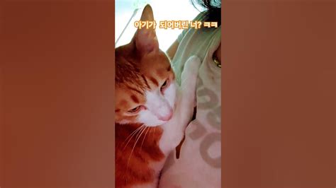아기가 되어버린 너 ㅋㅋ 고양이 Cat 힐링 Youtube