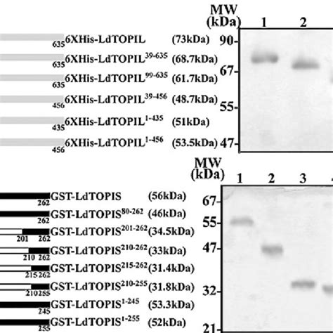 Schematic Diagram Of Recombinant Constructs And Purification Of Download Scientific Diagram
