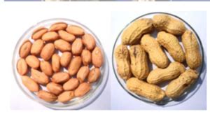 New High Yielding Groundnut Varieties Developed AgriBot News Articles And Events About