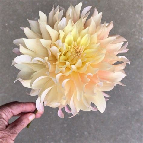 Beth Harris On Instagram Dahlia Lakeview Blush” Lake View Dahlia