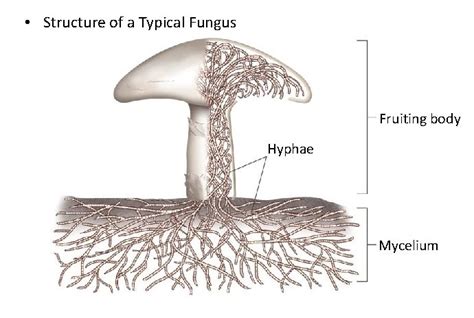 The Body Of Fungus Your Learning Point