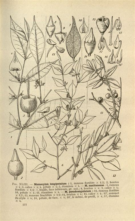 Memecylon Eduliforme Images Useful Tropical Plants