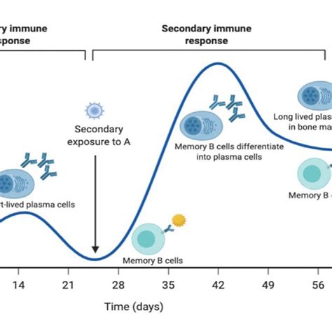 Overview Of The Primary And Secondary Immune Responses Download