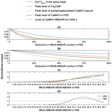 effects of alterations in synaptic nmdar numbers in response to pairing
