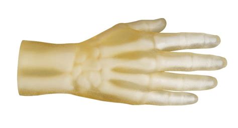 Axial3d Segmentation Services For 3d Printed Medical Models