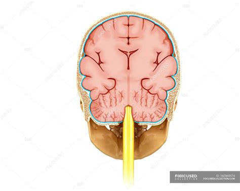 Human Brain Cross Section Brain Structure Cross Section Stock Photo 160569474