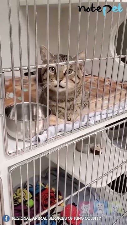 보호소에서 지나가는 사람들에게 안녕하는 고양이 Youtube