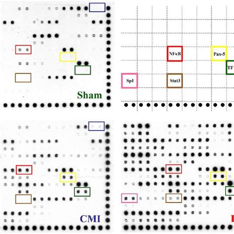 Representative Protein Dna Array Analysis Demonstrates The Activation Download Scientific