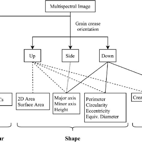 e feature extraction workflow download scientific diagram