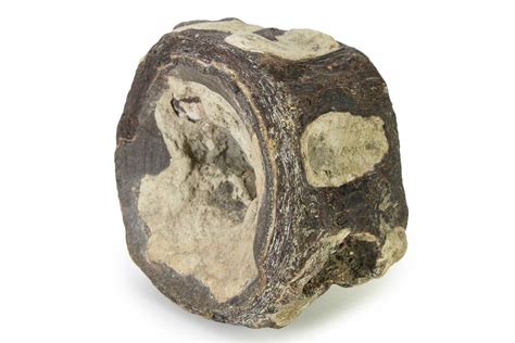 24 Fossil Xiphactinus Cretaceous Fish Vertebra Texas 316358