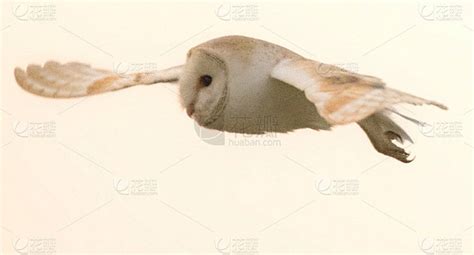 仓鸮是一种猛禽，在日落黄昏时飞行