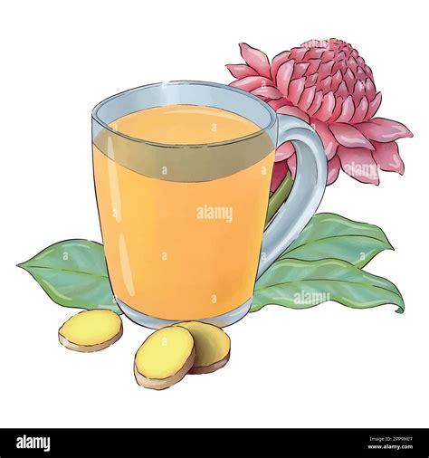 Digitally Drawn Ginger Flowers And Roots Vector Set Elements Combined In Compositions Stock