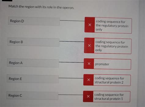 Operon Problem Solving You Are Investigating A New