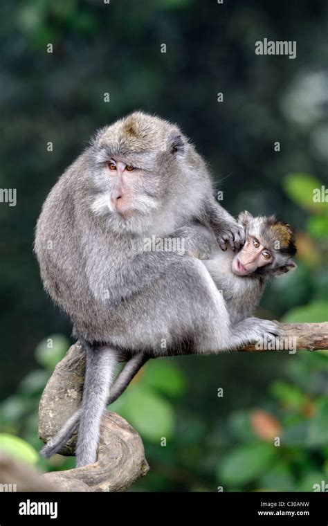 Long Tailed Macaque Macaca Fascicularis Single Female With Youngster Indonesia March 2011