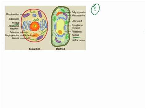 Know The Structure And The Function Of Following Eukaryotic Organelles And Cellular Structures