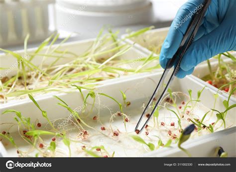 Scientist Taking Sprouted Corn Seed From Container With Tweezers