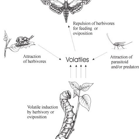 Trophic Interactions Among Host Plants Herbivores And Predators Or