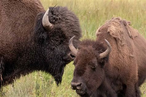 Male Vs Female Bison 5 Key Differences A Z Animals