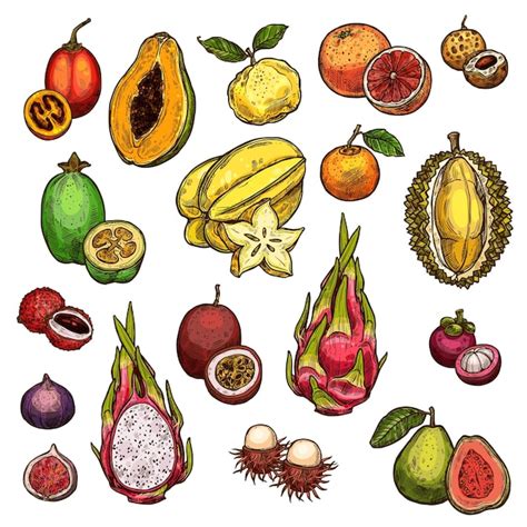 익은 이국적인 과일 세트 프리미엄 벡터