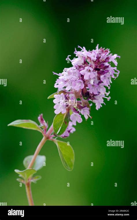 Greater Thyme Broad Leaved Thyme Thymus Pulegioides Wild Thyme