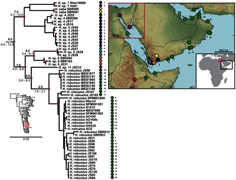 Robustus And Related Species Red Dots In The Nodes Indicate Ml