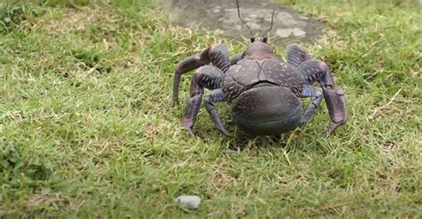 Why Nature Keeps Turning Creatures Into Crabs