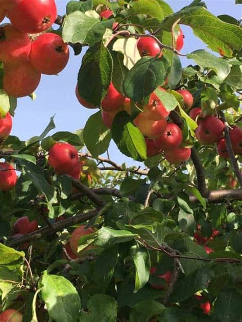 How To Save A Dying Crabapple Tree Action Steps To Take GardenTabs Com