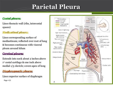 Visceral Pleura And Parietal